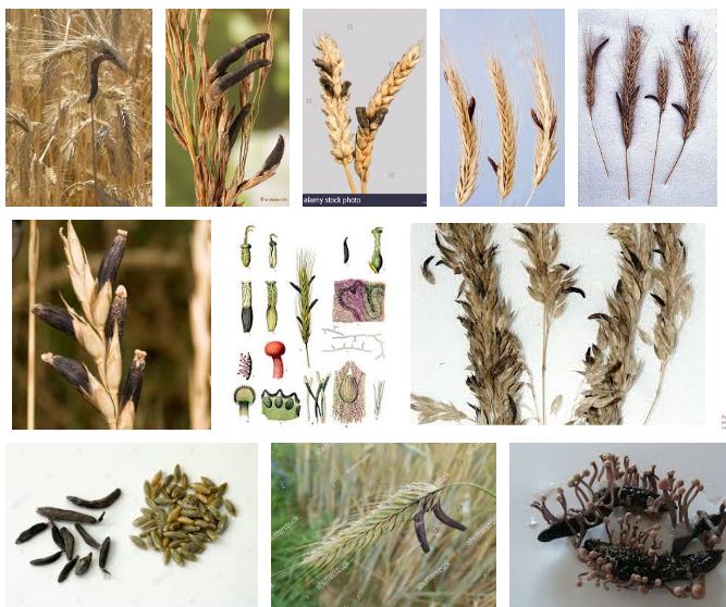 Perhatikan beberapa spesies jamur berikut.