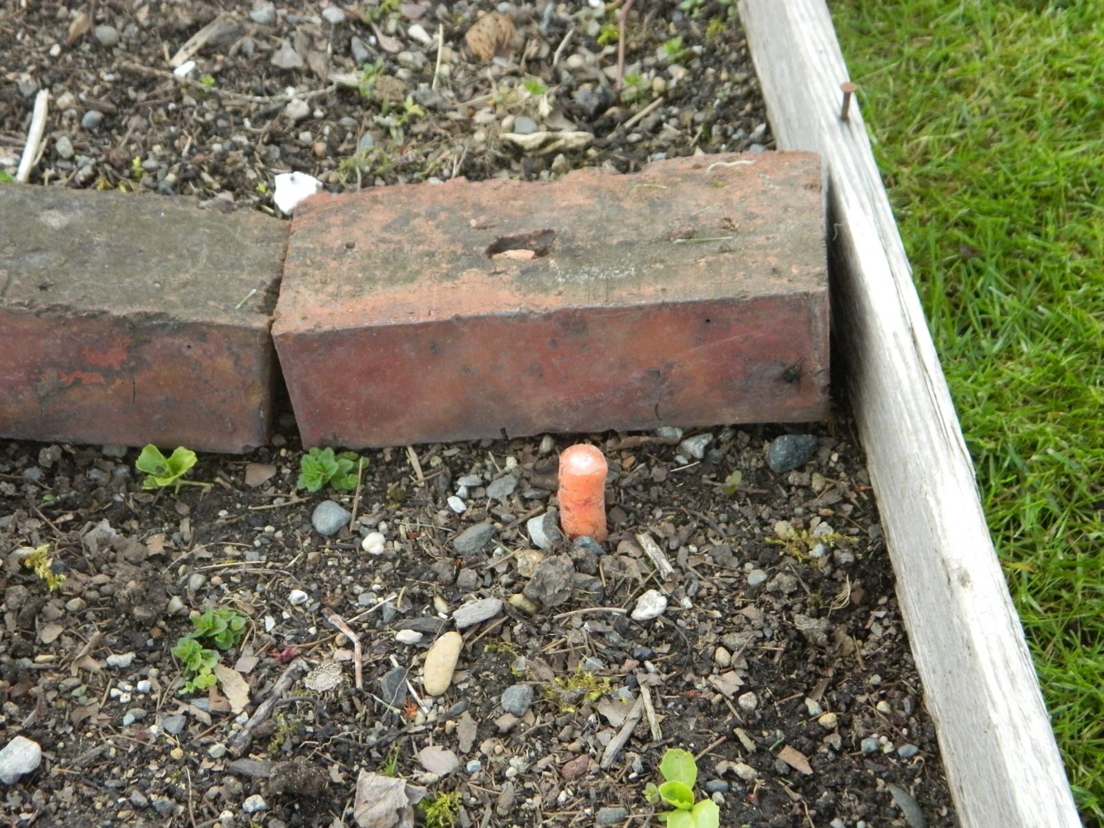 Gardens + Insects: The Carrot-Trap for Wireworms