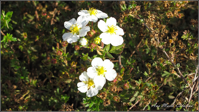 Lumea văzută din Turda: Coada racului (Potentilla Fructicosa Limelight)
