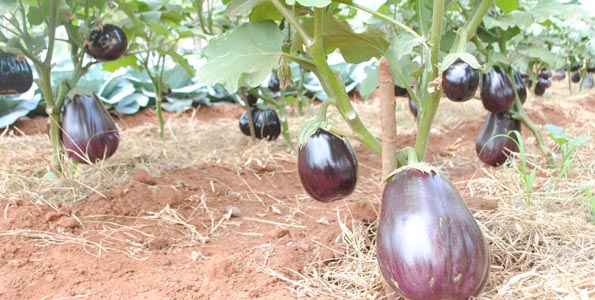 Kilimo cha Mboga Mboga - Bilinganya