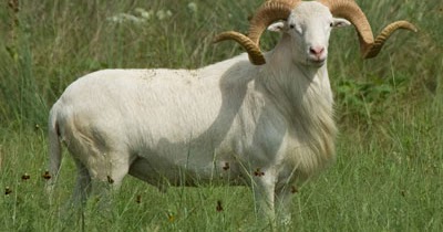 Ilmu Untuk Ternakan Ruminan: BAKA-BAKA BIRI-BIRI