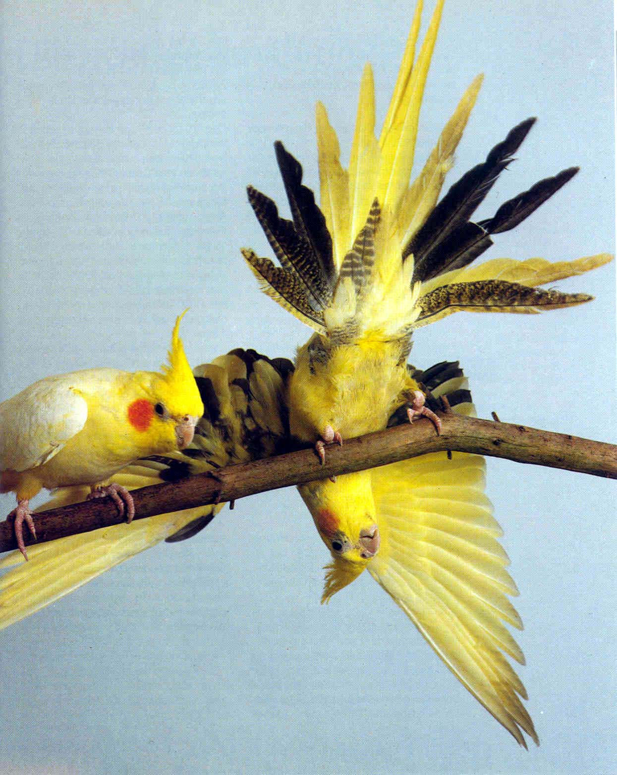 Diário das Calopsitas: Comportamento das Calopsitas