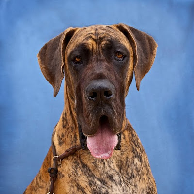 La Cámara de Sandora: marzo 2011