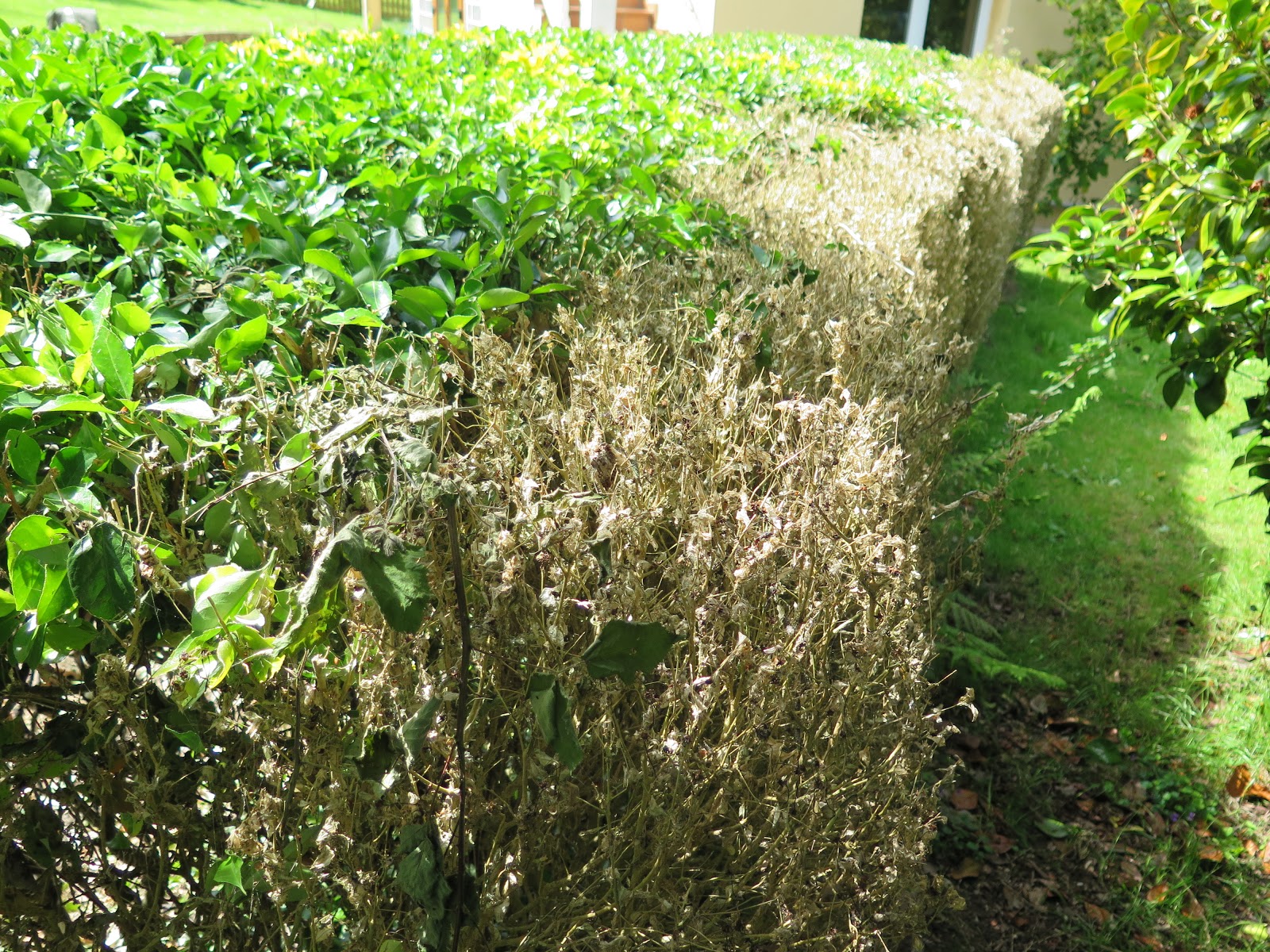 QUINTES-Mirador del Cantábrico: La oruga del Boj que se extiende por ...