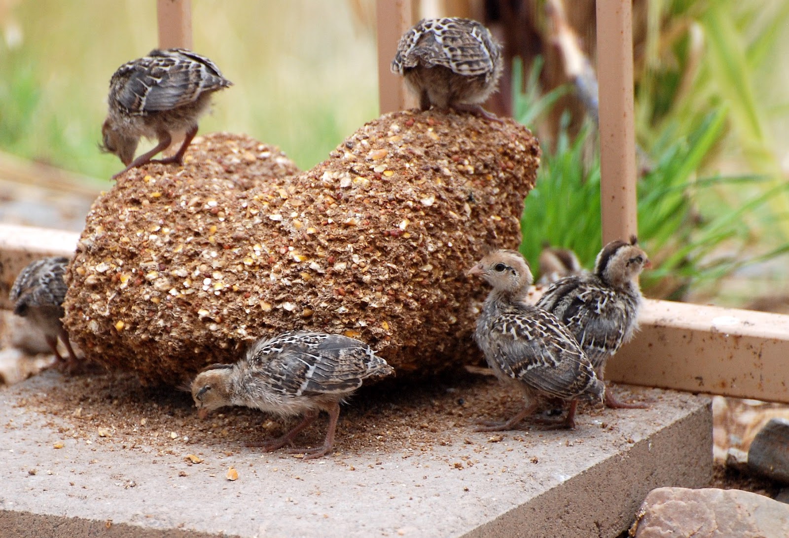 Birding Is Fun!: Birding Fun with Baby Birds