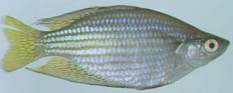 The Real Ben Cavanagh: Freshwater Barramundi Fishing - Catching Bait