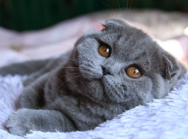 Siete vidas tiene un gato: Gato Scottish Fold