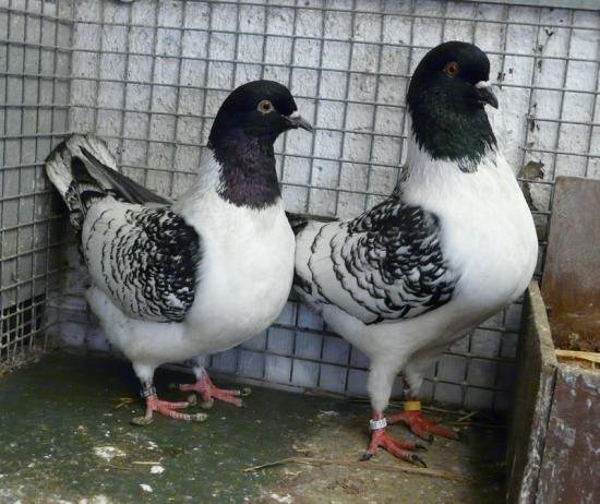 Moravian Strasser ( Moravsky Pstros ) - Pigeons fall