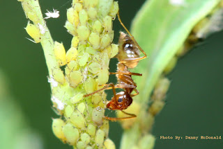 Dr. Fire Ant's Musings: Rasberry crazy ant in urban gardens!