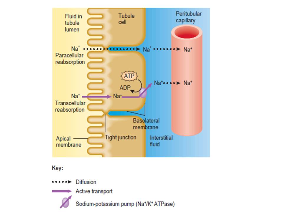 sharing about everything : look and see :D: about medical education ...