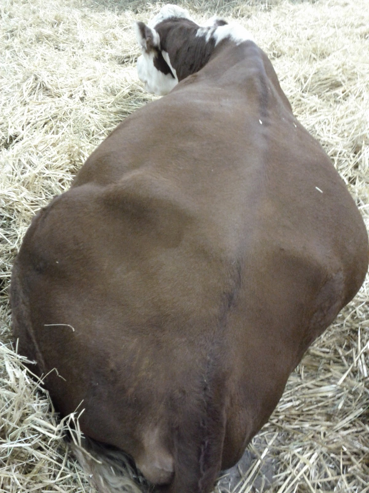 Adventures in Sparkland: CNE 2012, a photo essay