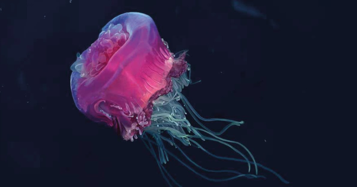 Cephea cephea - Ainsley Ashby-Snyder