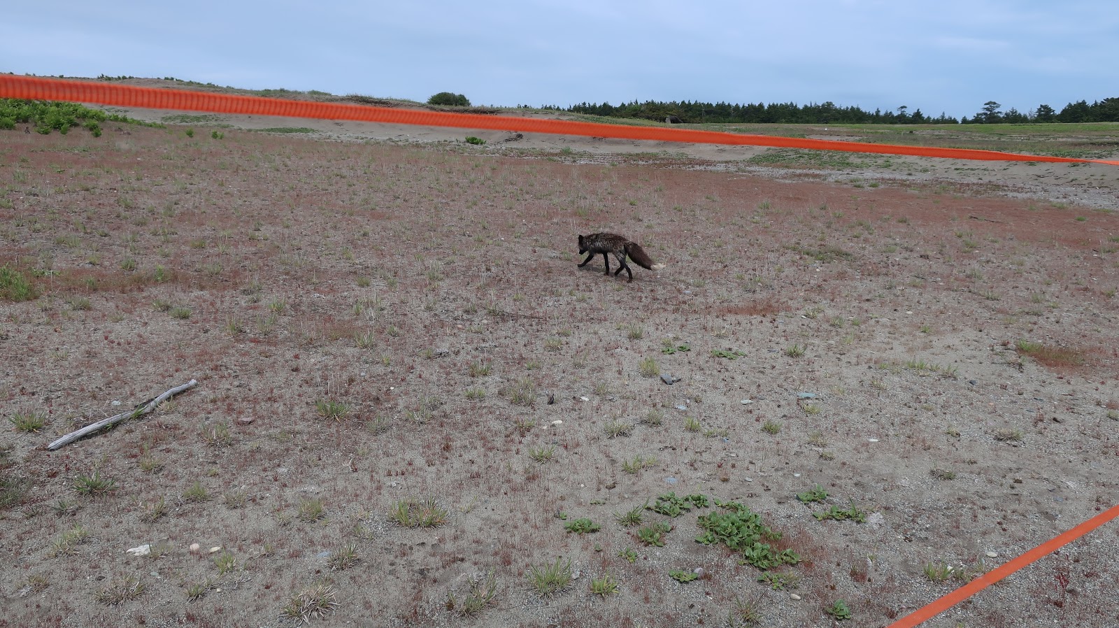 Reading the Washington Landscape: American Camp Foxes