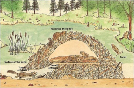 Learning-Living [learning-living.com]: NOBLE NATURE: "THE BEAVER AND ...