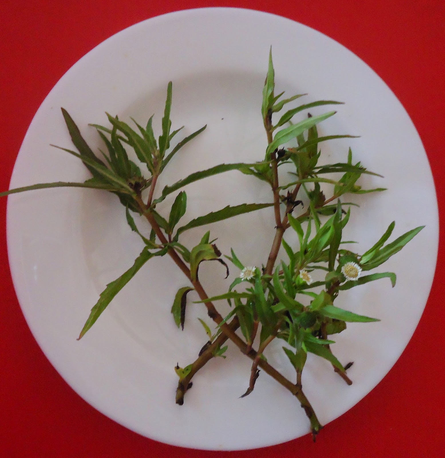 v e r d e c h a c o: Botoncillo / Clavel de pozo