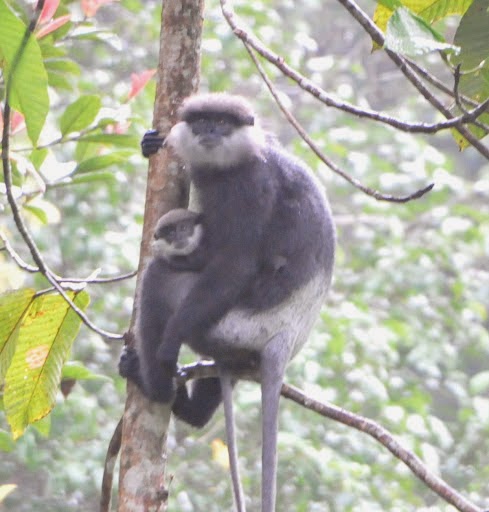 Purple-Faced Leaf Monkey (Tachypithecus Vetulus)