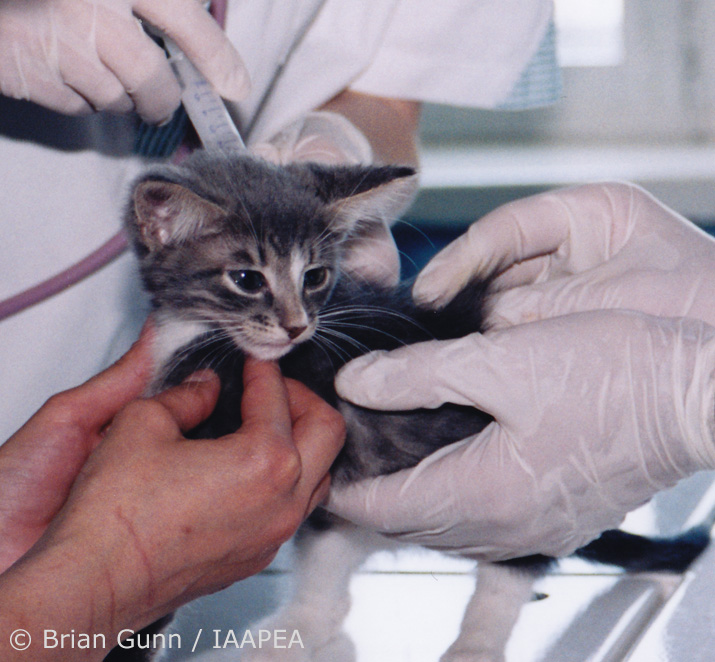 Veganska Iniciativa: Trgovina z živalmi – storilci so med nami in ...