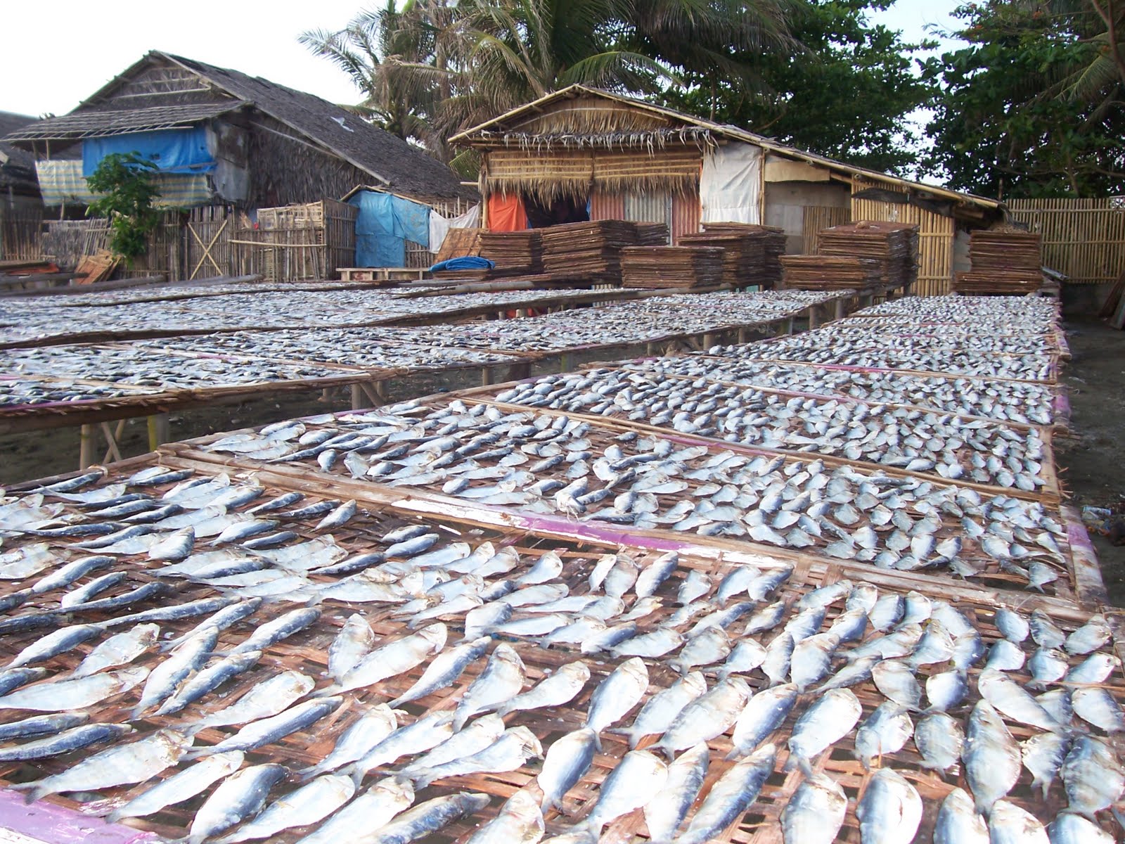In the Seafood Capital of the Philippines