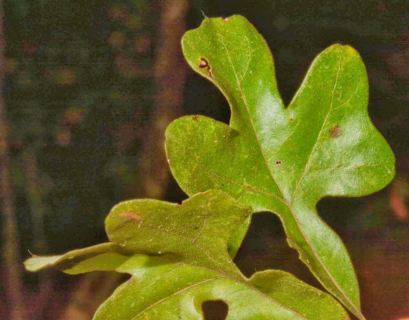 Nature Rambling: October 17 2013 Ramble Report