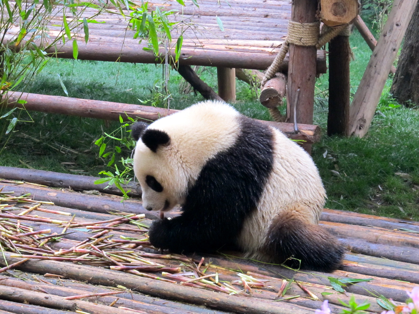 Texas to the Thames: The Pandas of Chengdu