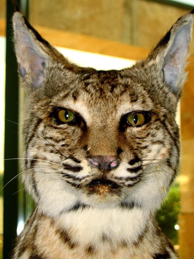 kot,kociak: LYNX RUFUS -RYŚ RUDY