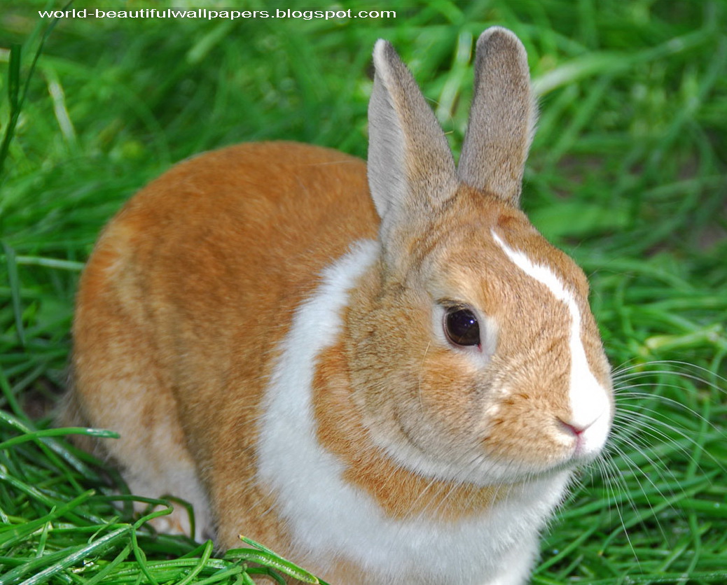 rabbits picture | Zone Wallpaper Backgrounds