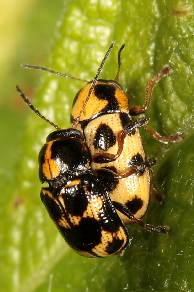 Variety of Life: Cryptocephalini