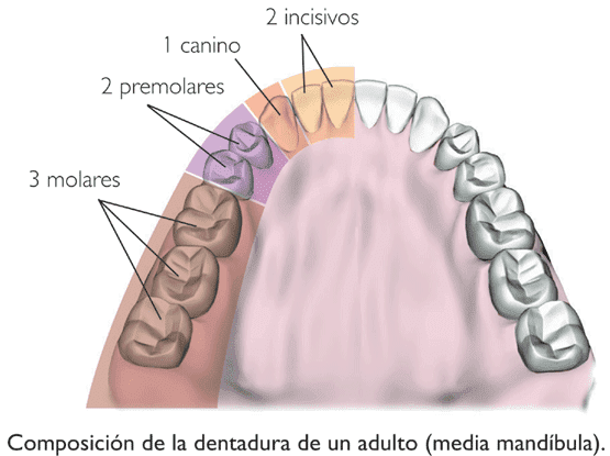 Los dientes ¿Cuántos dientes tenemos?