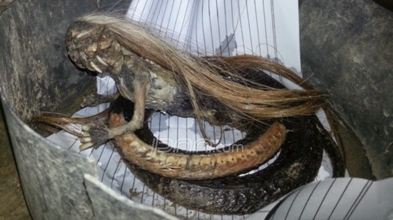 Fakta Perbedaan Jenglot Dengan Manusia - Terungkap | Terungkapsudah ...