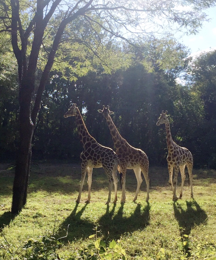 A Harmonious Combination : Boo At The Bronx Zoo!