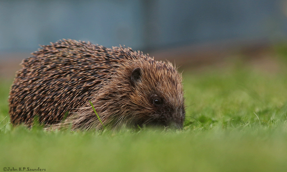 Hedgeland Tales: Hedgehogs in the garden