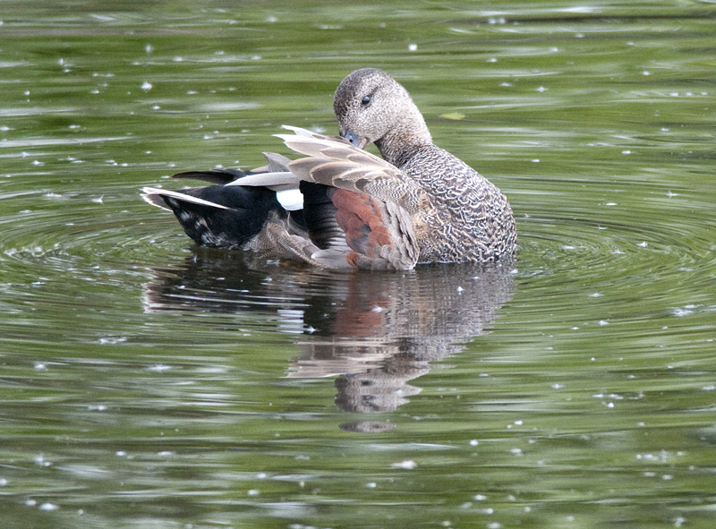 The wild side: Rye Meads under a cloud