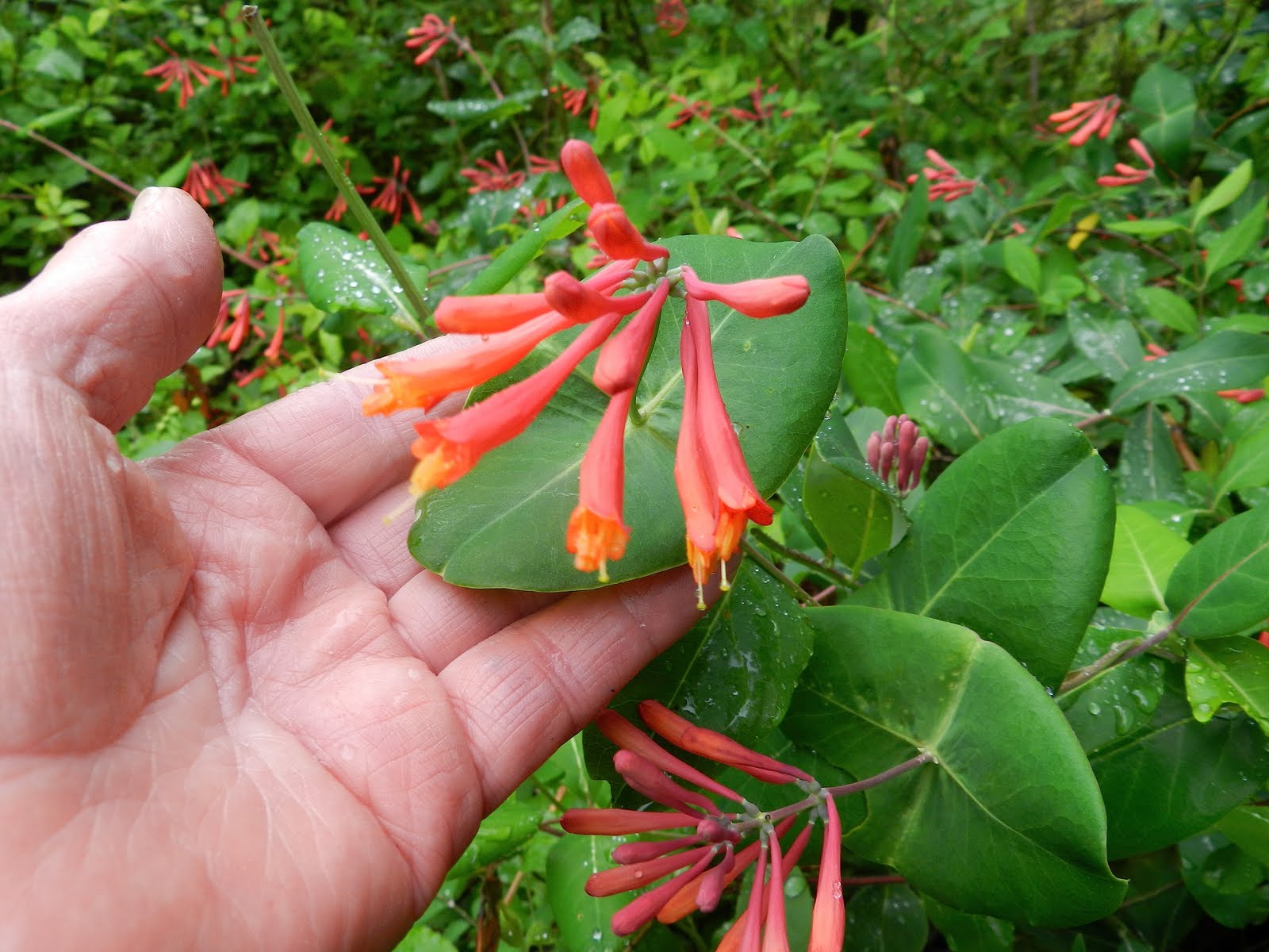 World Peace Wetland Prairie: Lonicera sempervirens: Native, non ...