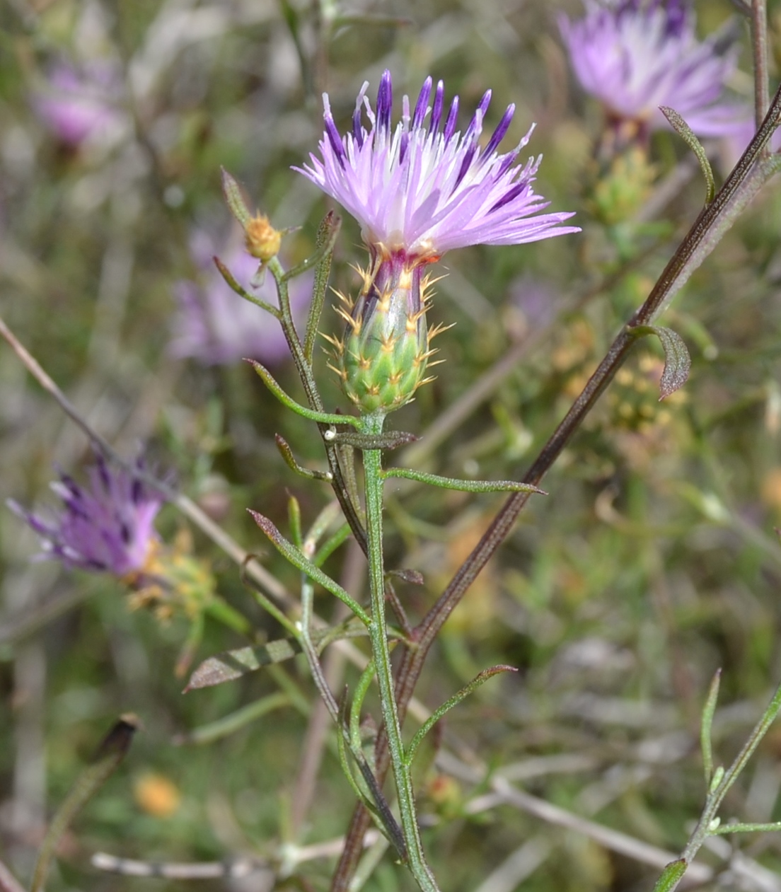 Plantas: Beleza e Diversidade: Lóios-ásperos (Centaurea aspera)