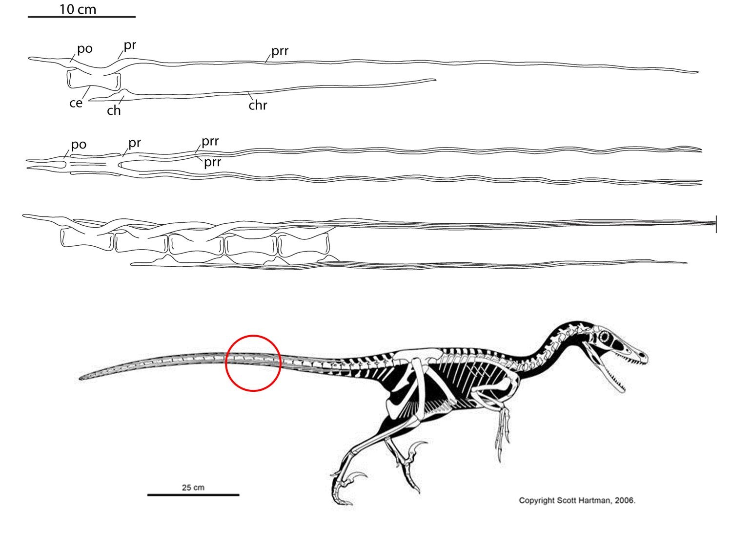 Pterosaur.net Blog: Guest Post. Dragon Tails: What Pterosaurs Teach Us ...