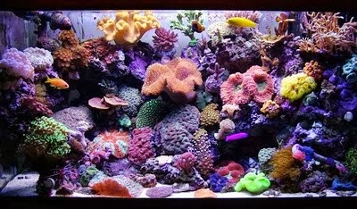 Jenis Aquarium Air Laut ~ Dunia Air