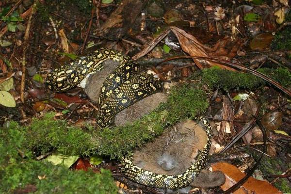 ෴මනුවා෴: "නයි කයිද රෝස් පාන්..." මෙන්න බලන්න වටිනවා~