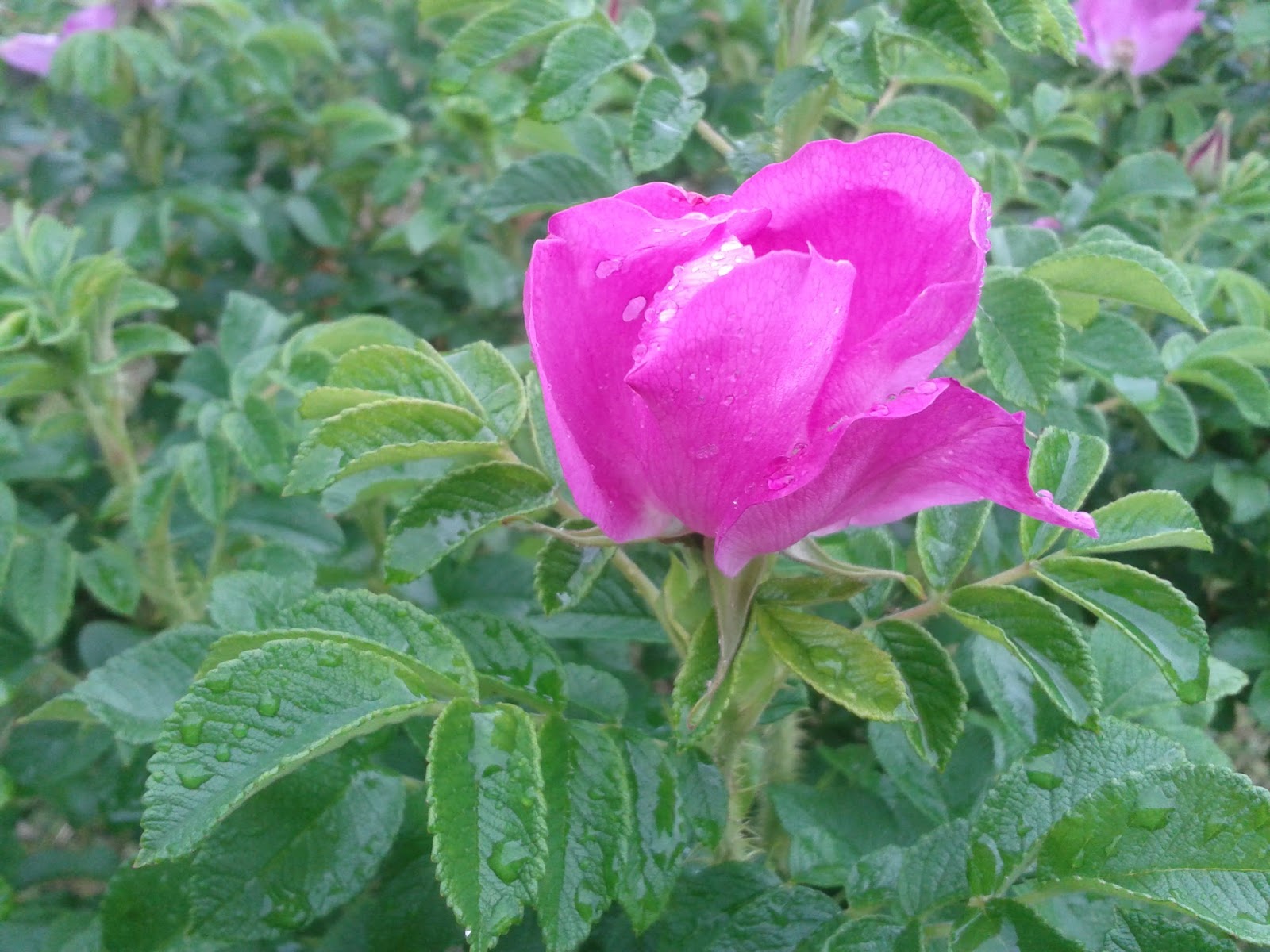 Ranczo Elma: Róża (Rosa) Rugosa