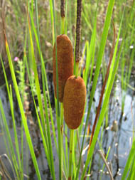 Zaštita prirode: "Misterija" nove vrste rogoza