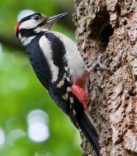 Burung Pemakan Semut | Semut Dan Koloninya