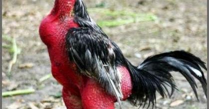 Ayam pakoy asli dan silangan