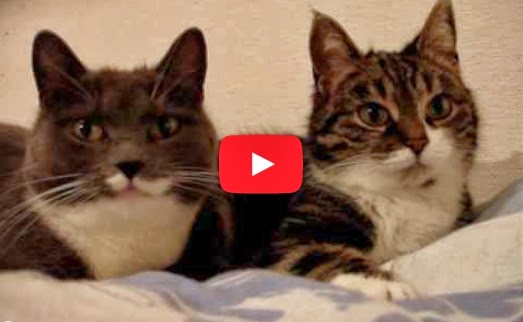 The Two Talking Cats - Cats have the deepest discussion in cat history ...