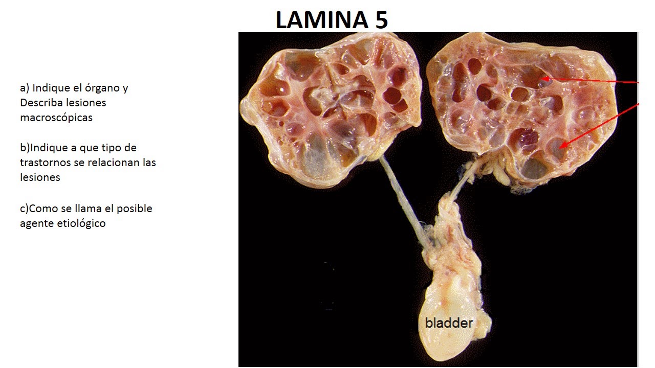 PATOLOGIA GENERAL VETERINARIA: NECROPSIA EN ANIMALES DOMESTICOS