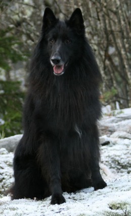 DogWorld: Belgian Shepherd (Groenendael) - Βελγικός ποιμενικός (Γκρένενταλ)