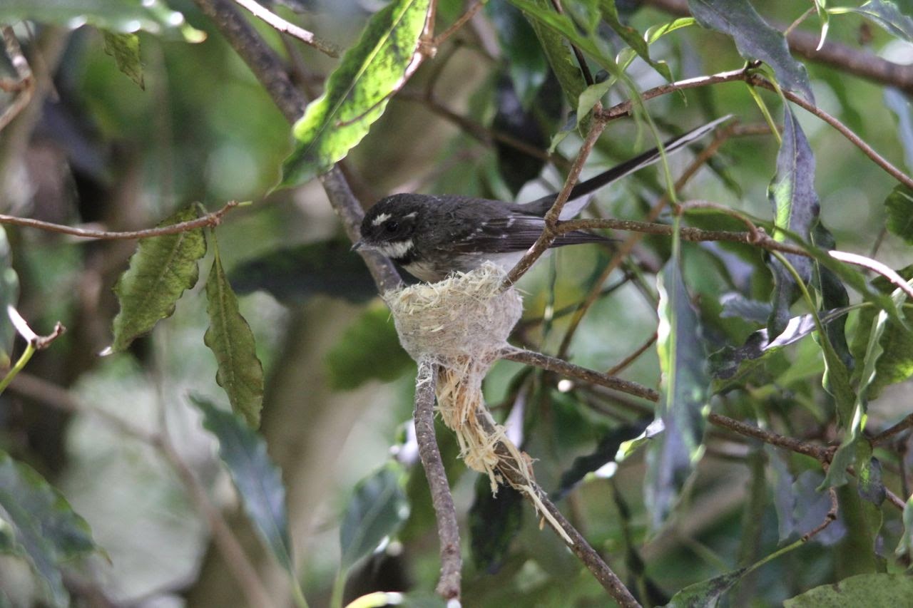 Pete's Flap Birding Aus: Grey fantail nest building, Phillip Island birds