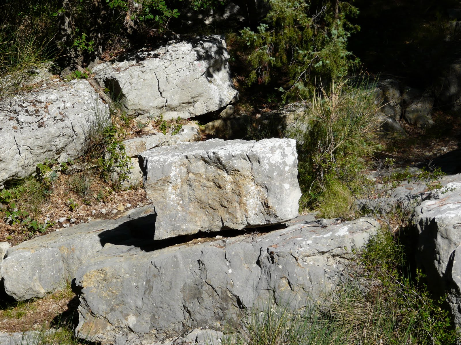 Une forêt en Provence