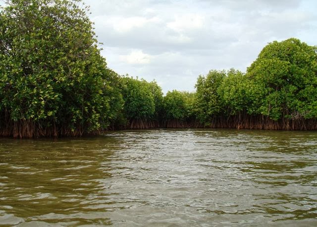 Pichavaram - JungleKey.in Image