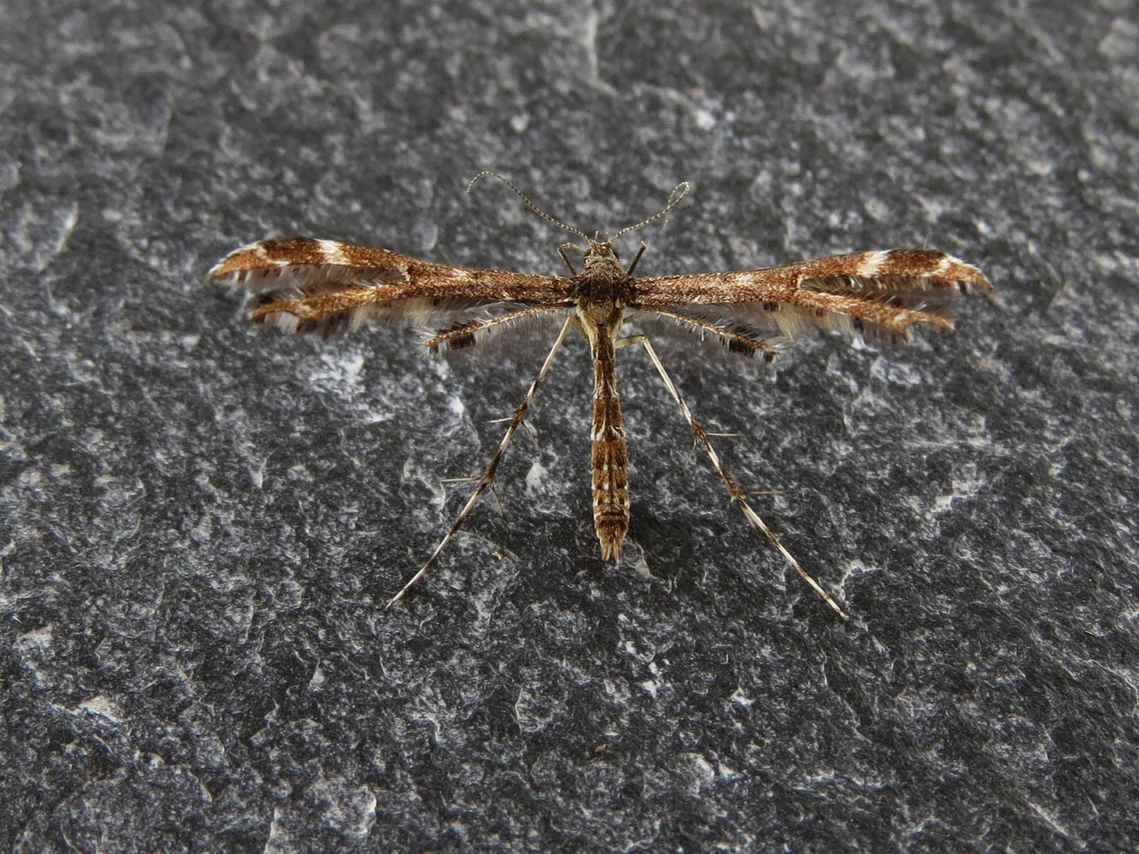 Hereford and Worcester Moths: Wood Sage Plume