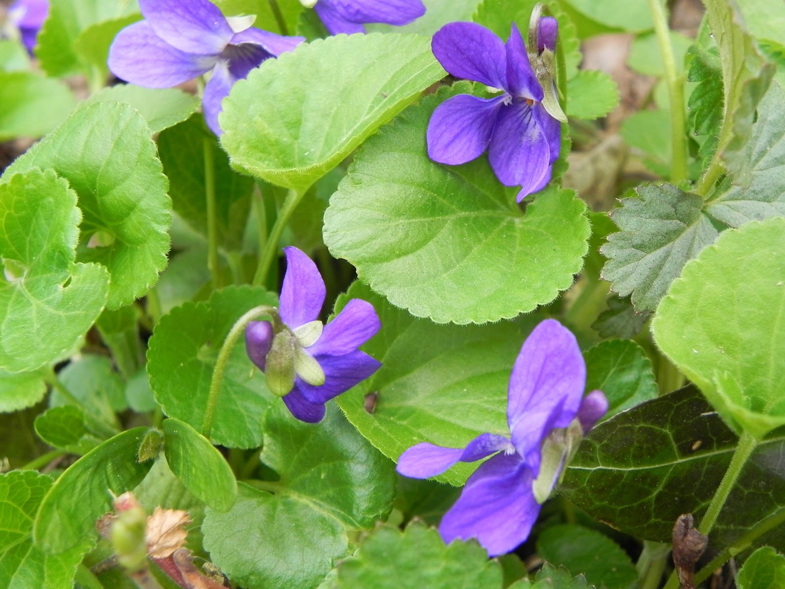 Kräuter im Weg: Es war ein herziges Veilchen.......