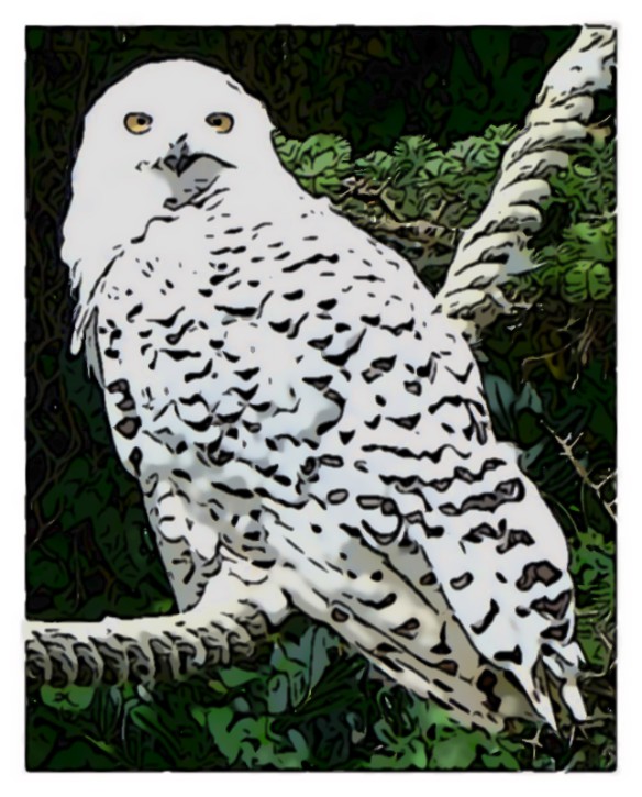 Bird Quiz | Picture Quiz Questions